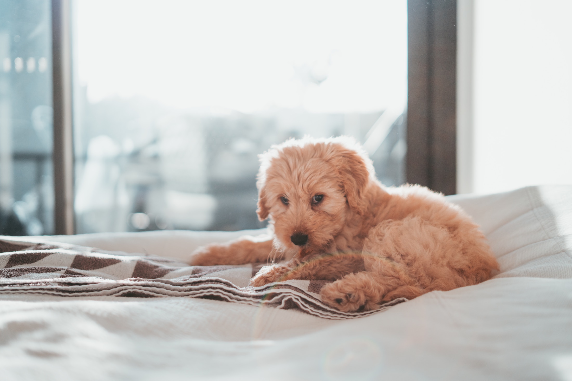 7 Helpful Tips To Selling Your Home When You Have Pets - New Home ...